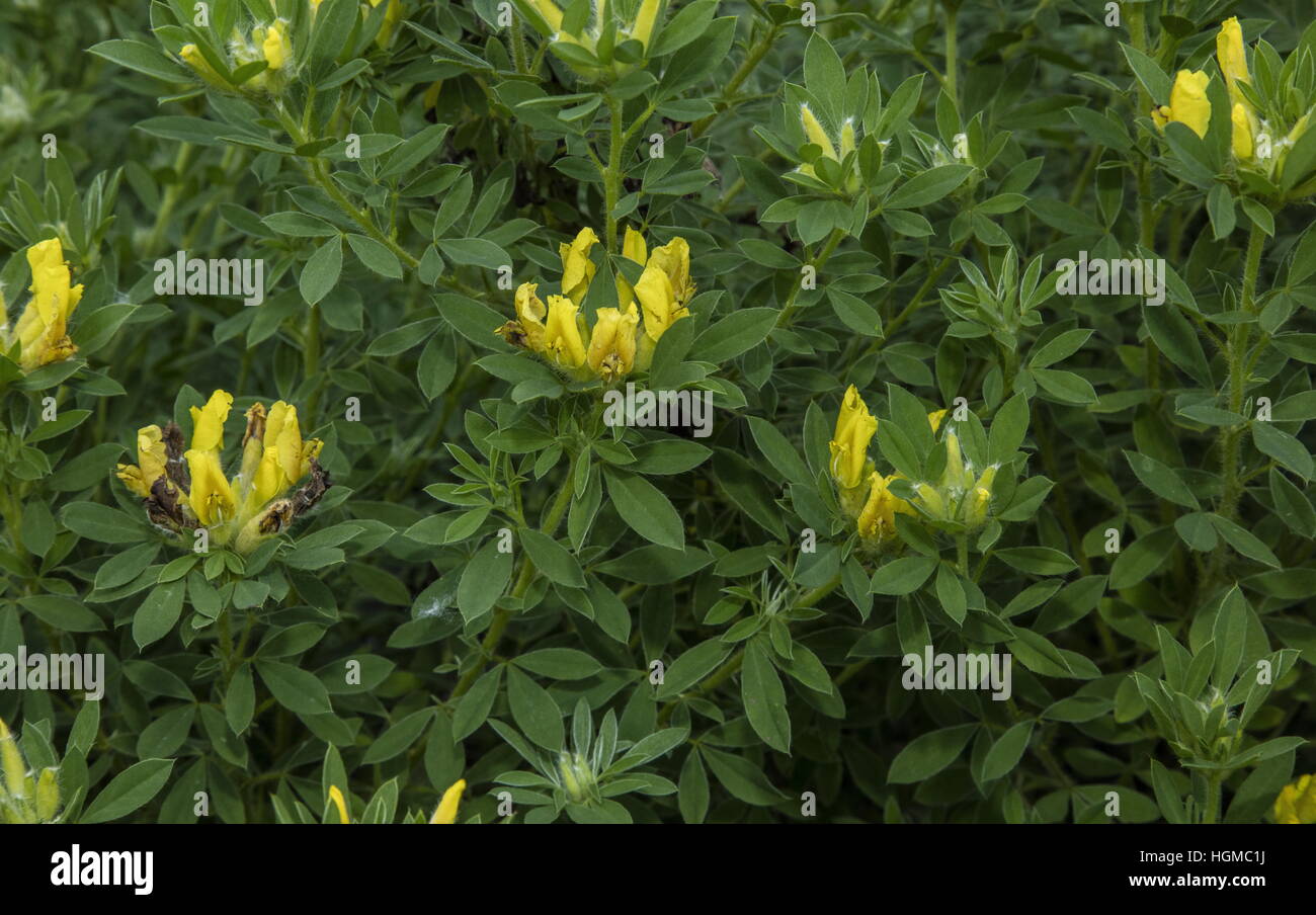 Native broom hi-res stock photography and images - Alamy