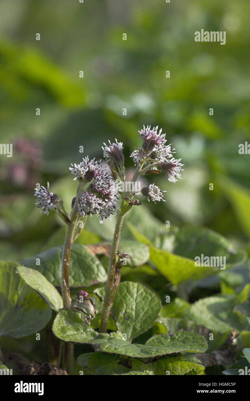 Winter heliotrope Petasites fragrans on Portland Dorset England Stock ...
