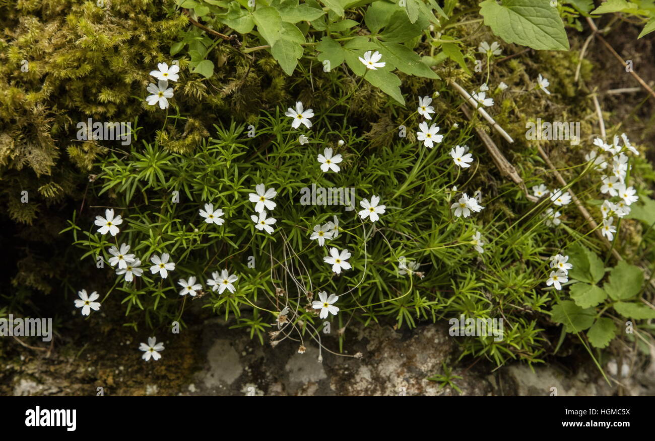 milkwhite rock jasmine, Androsace lactea, in flower in the Tatra ...