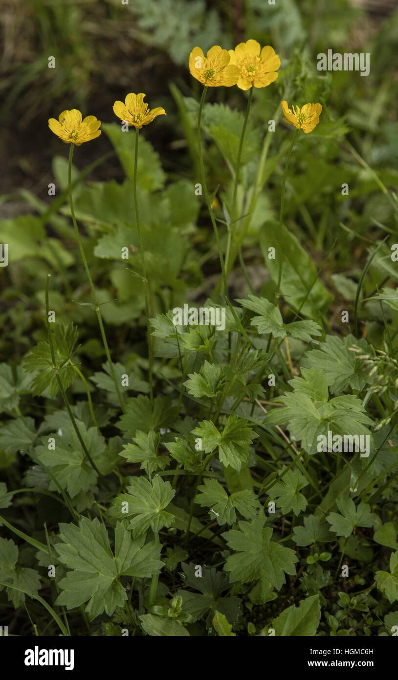 An alpine buttercup, Ranunculus pseudomontanus in flower in the Tatra ...