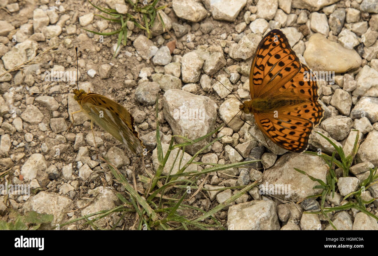 Silver-washed fritillary (left) and High Brown Fritillary (right) both ...
