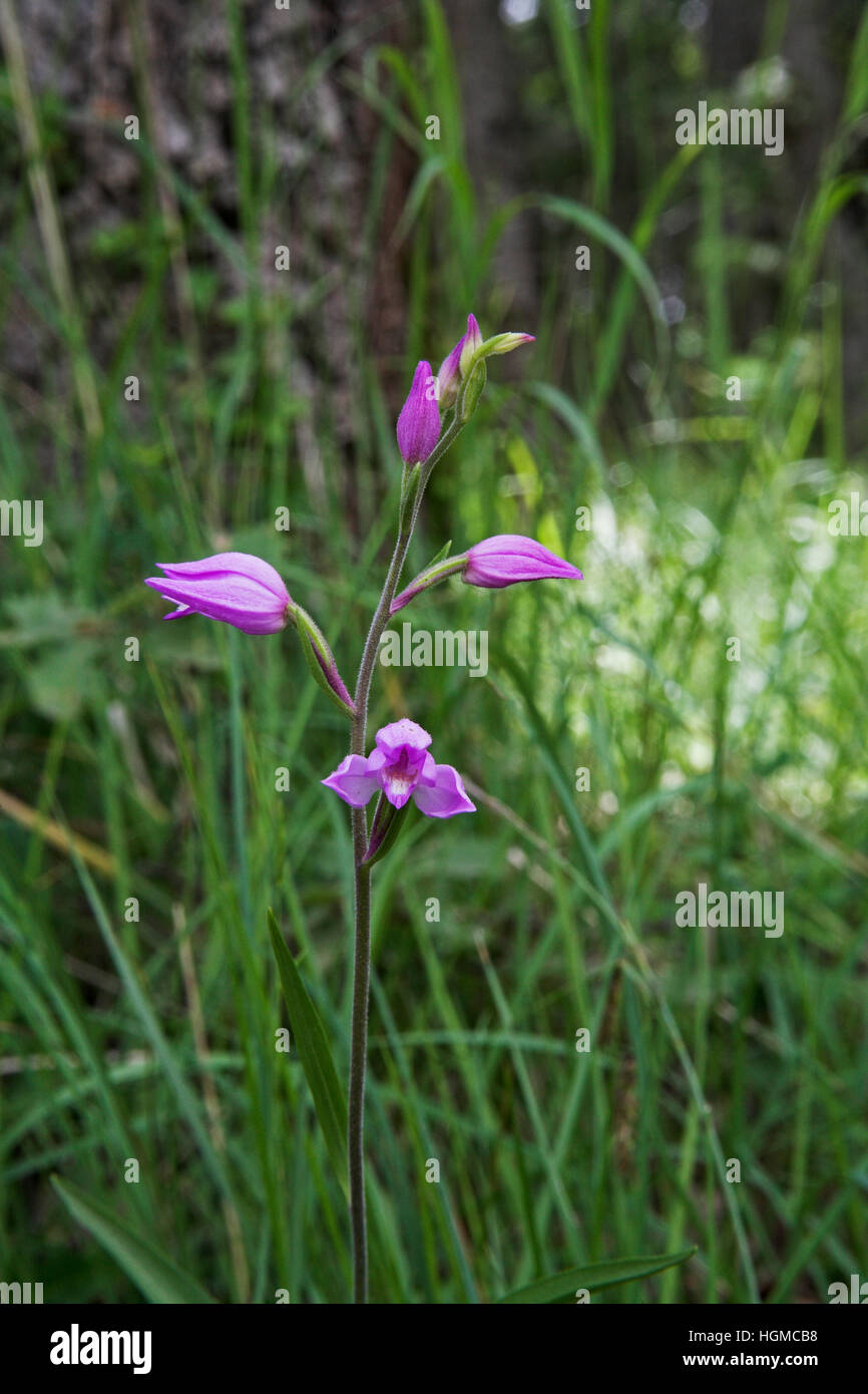 Red helleborine Cephalanthera rubra Vercors National Park France Stock ...
