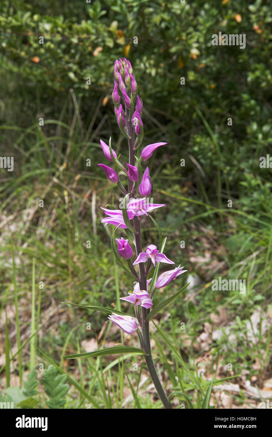 Red helleborine Cephalanthera rubra Vercors National Park France Stock ...