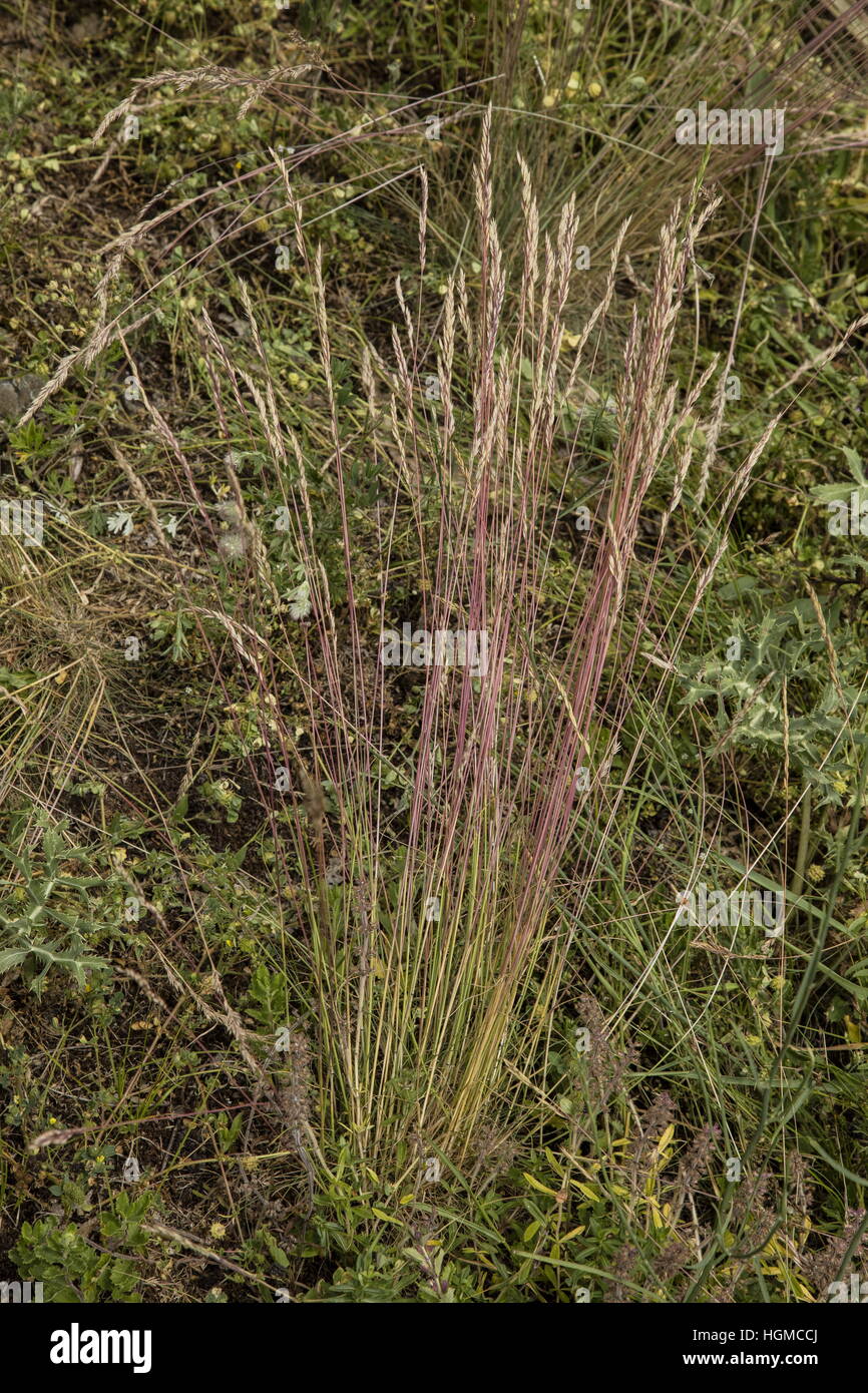 Festuca hi-res stock photography and images - Alamy