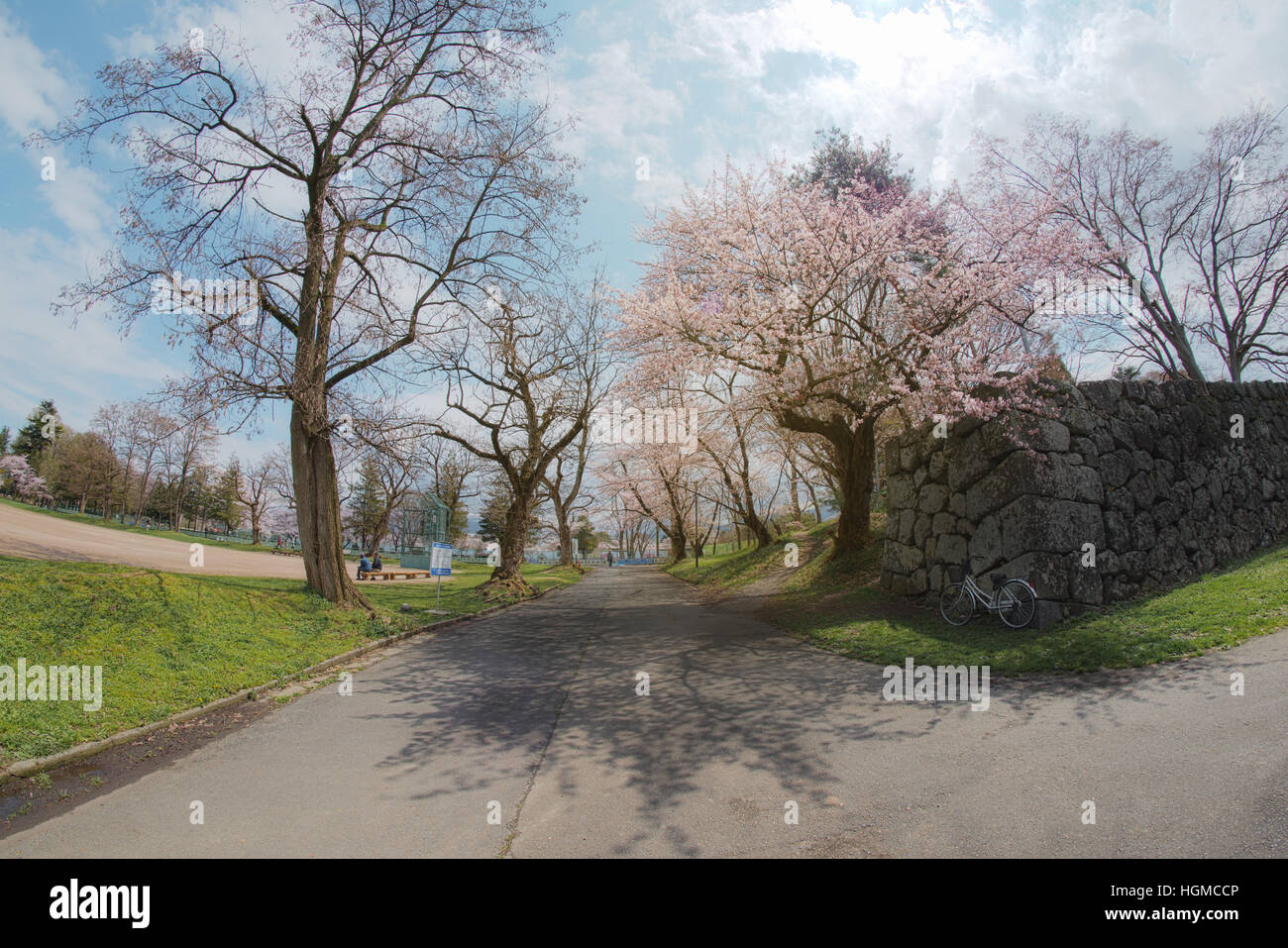 Path way of Cherry blossoms trees in park at Yamakata,Japan Stock Photo ...
