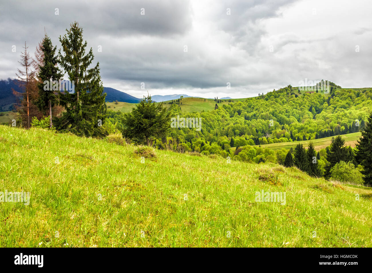 slope of mountain range with spruce forest on the meadow Stock Photo ...