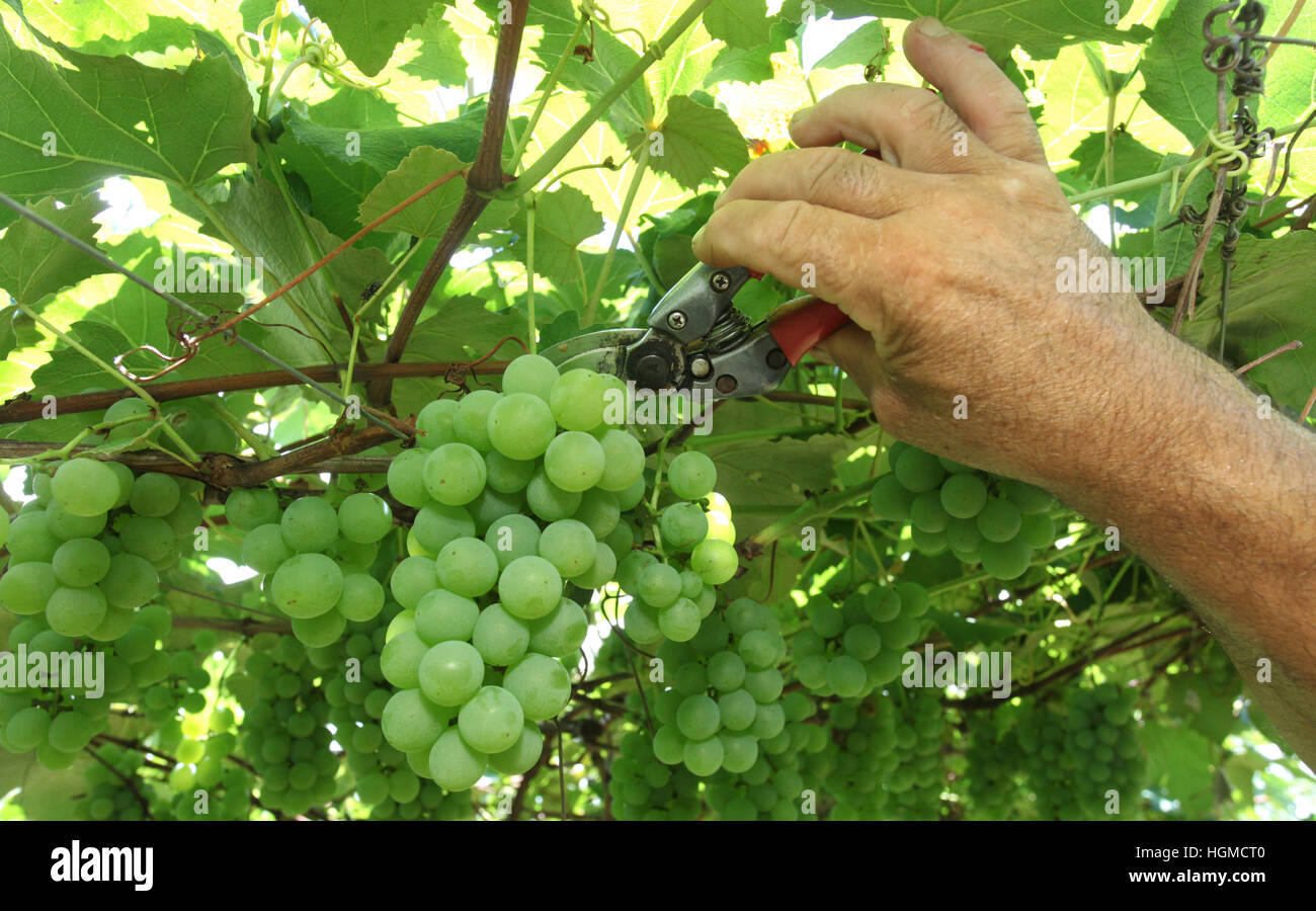Ponta Grossa, Brazil. 09th Jan, 2017. Producers in Ponta Grossa, Paraná ...