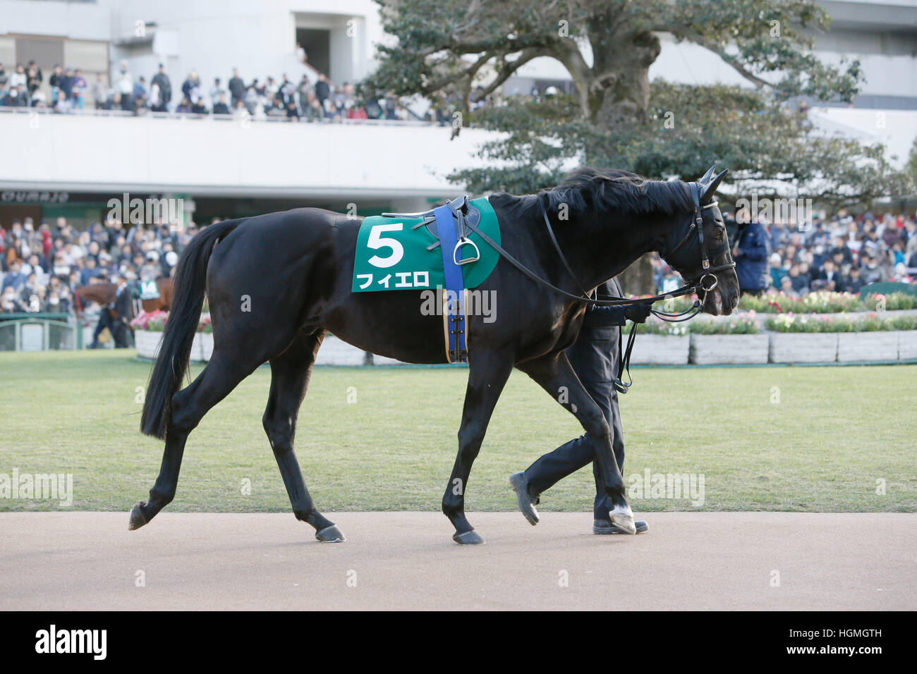 Kyoto, Japan. 5th Jan, 2017. Fiero Horse Racing : Fiero is led through ...