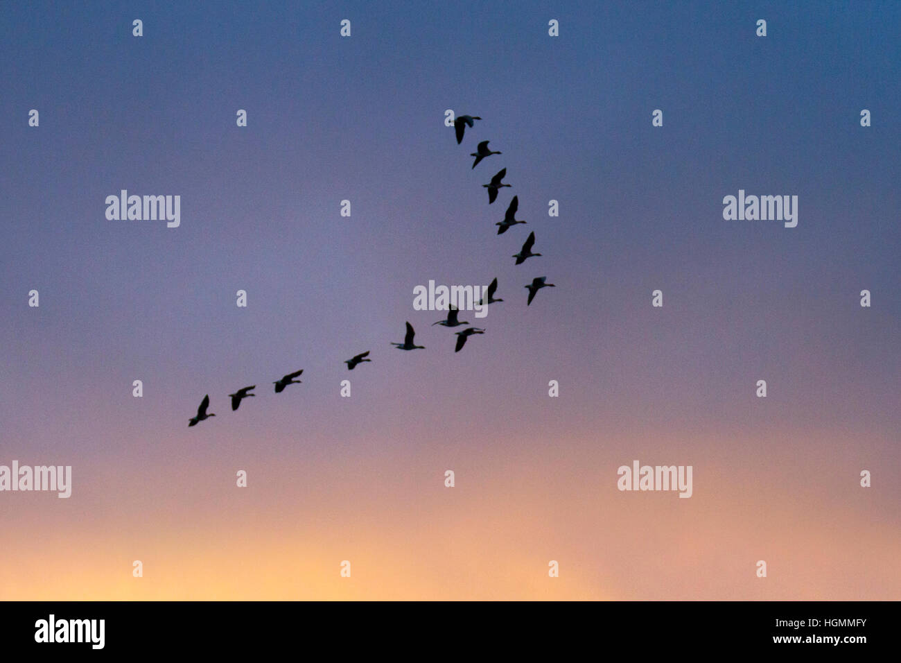 A wedge of geese hi-res stock photography and images - Alamy