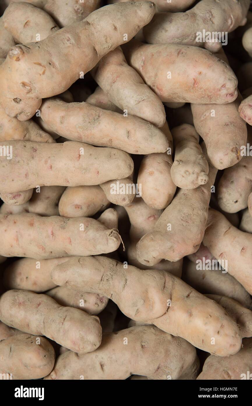 A historical type of potato, "Rosa Tannenzapfen" lie in a basket at the ...