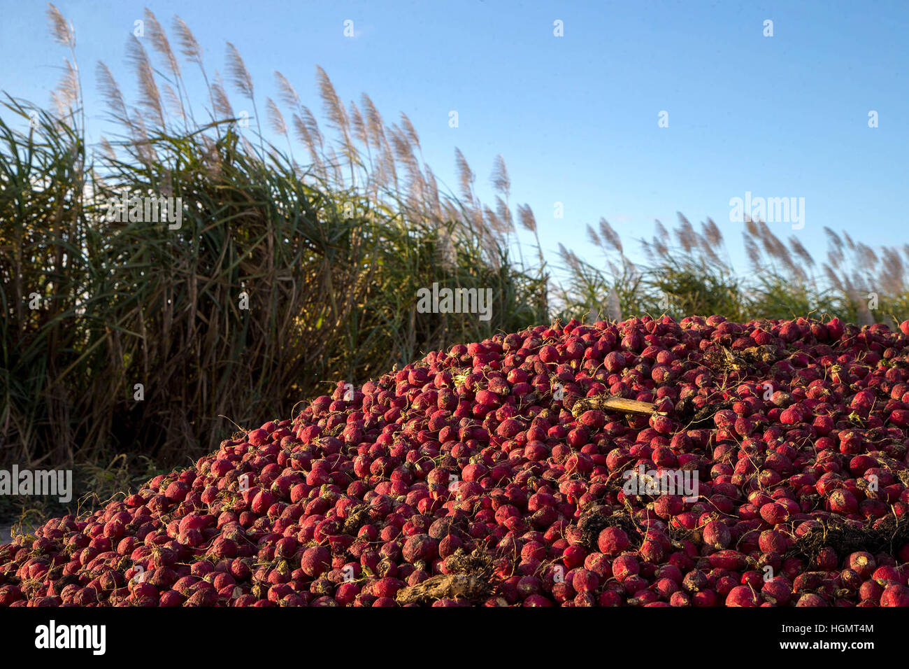 Unpicked crops hi-res stock photography and images - Alamy