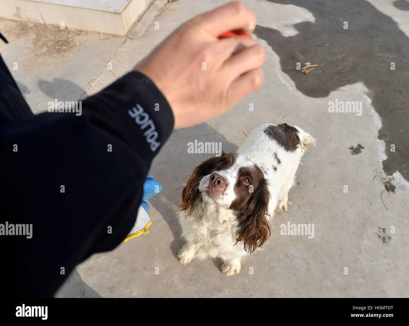 Yinchuan, China. 10th Jan, 2017. A police dog is trained at a training ...
