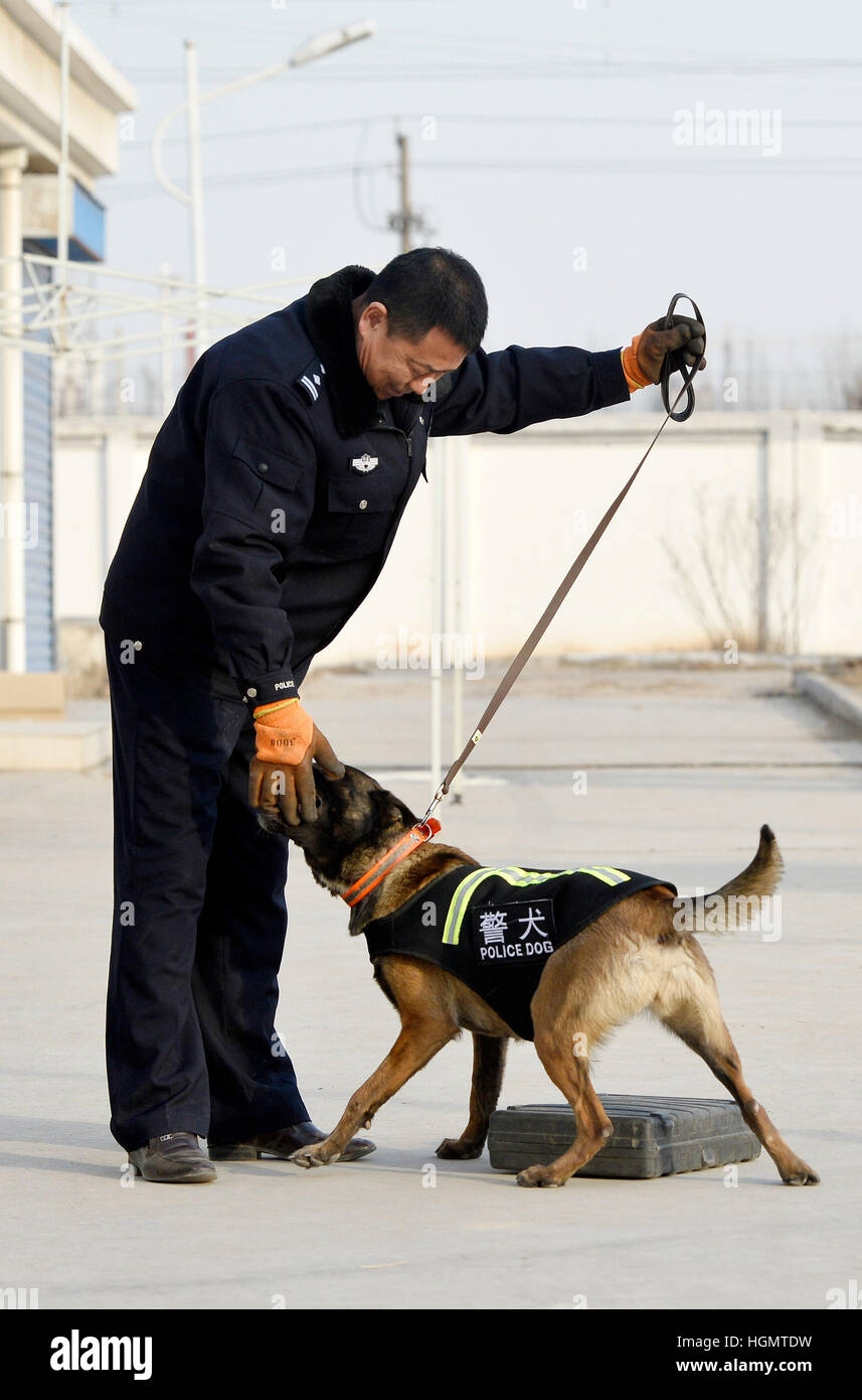 Yinchuan, China. 10th Jan, 2017. A police dog is trained at a training ...
