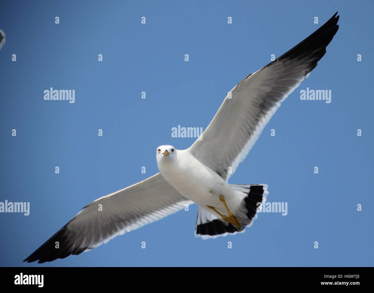 100 seagulls hi-res stock photography and images - Alamy