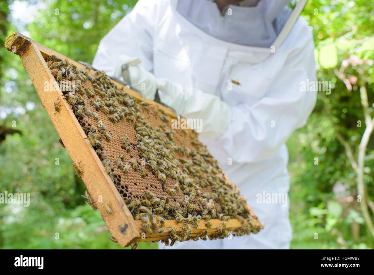 Man holding bee hive frame Stock Photo - Alamy