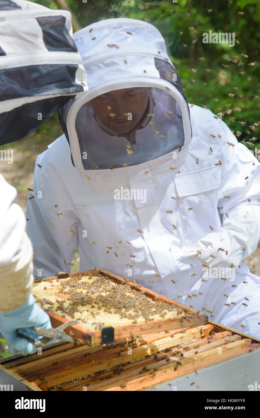 Two men working on bee hive Stock Photo - Alamy