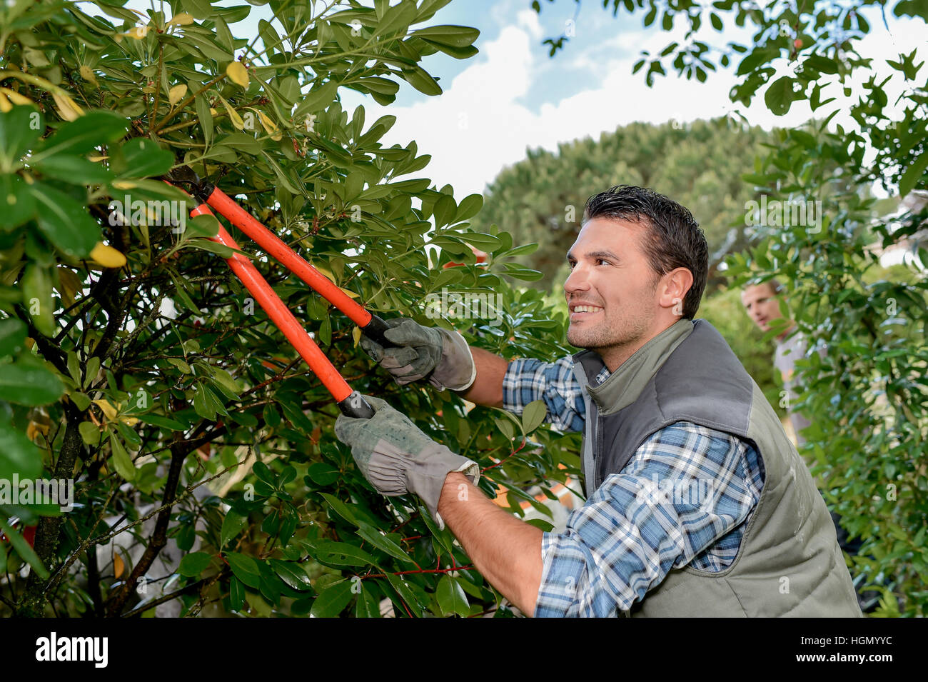 Trimming an overgrown tree Stock Photo - Alamy