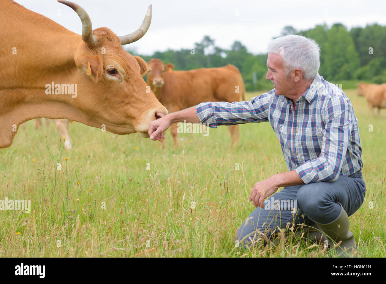 Kneeling cow hi-res stock photography and images - Alamy