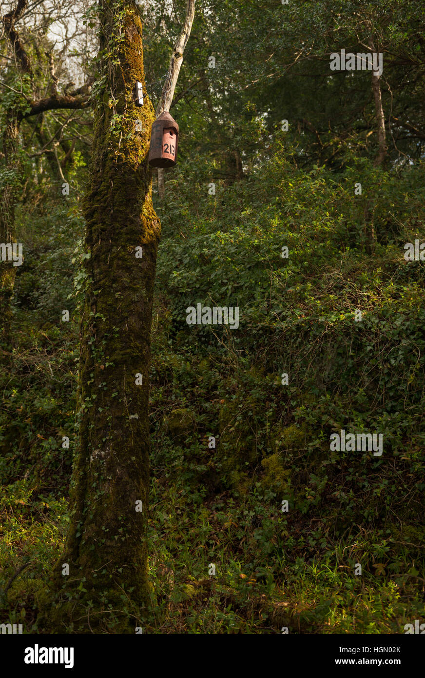 Ceramic nest box, Killarney National Park, County Kerry, Ireland Stock ...