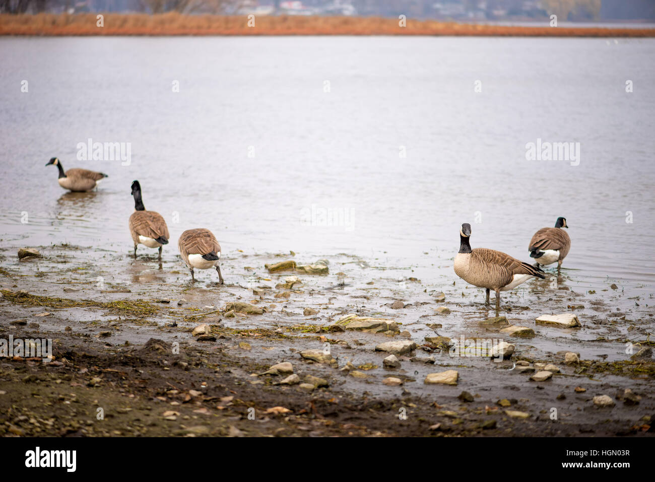 Geese lake in natural hi-res stock photography and images - Alamy