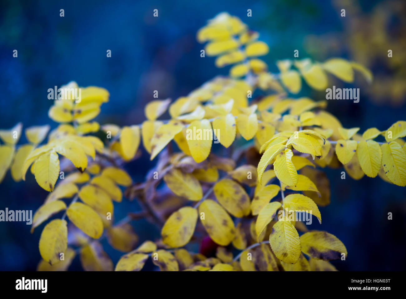 Yellow leaves autumn hi-res stock photography and images - Alamy