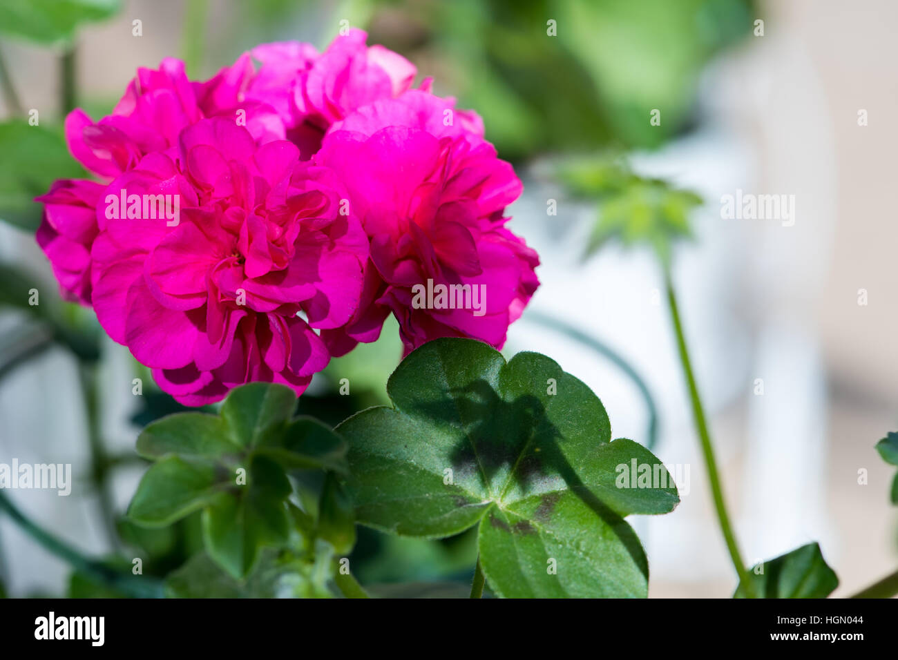 Purple geranium in natural light Stock Photo - Alamy