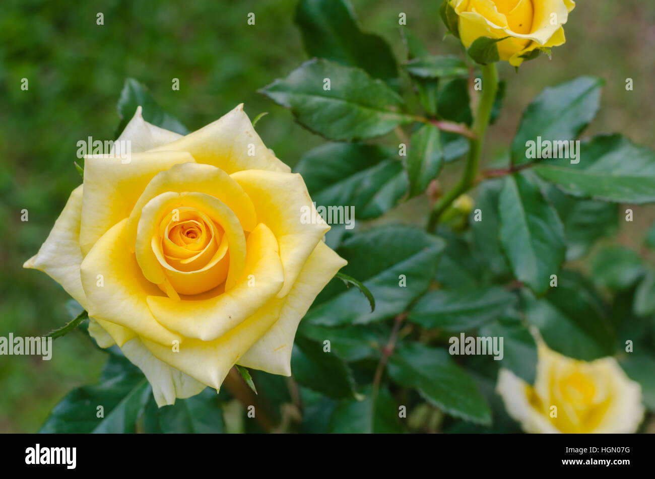 Yellow Rose In Natural Garden Stock Photo - Alamy