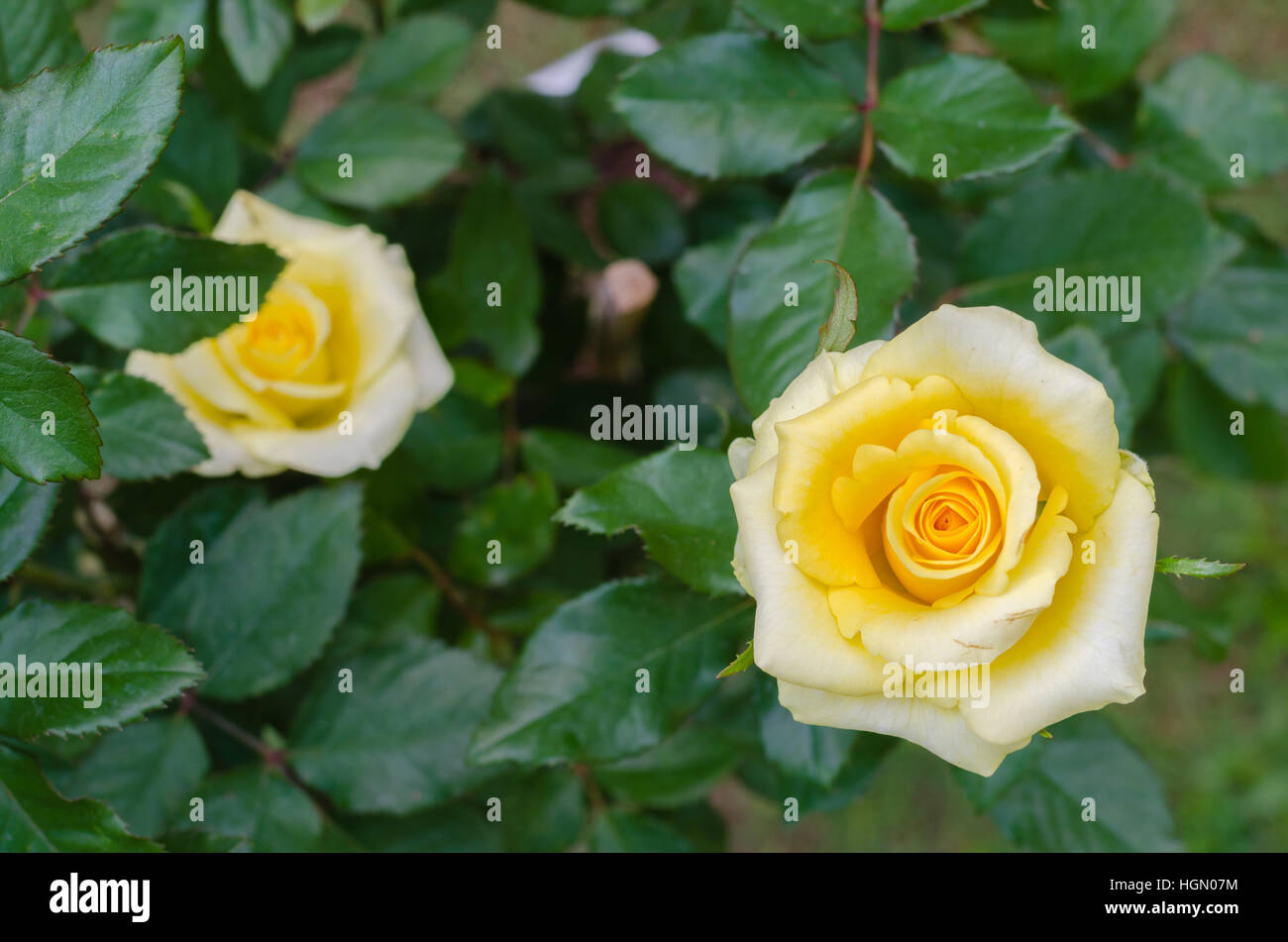 Yellow Rose In Natural Garden Stock Photo - Alamy