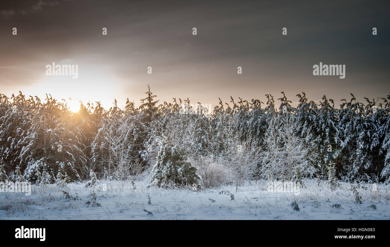 Tree covered ice snow hi-res stock photography and images - Alamy