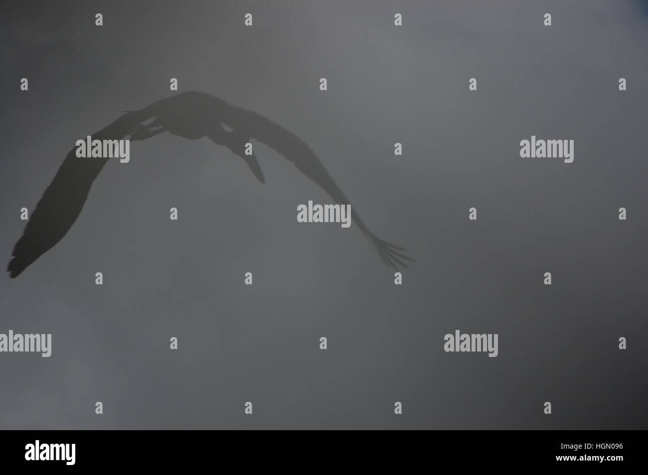 Vulture shadow hi-res stock photography and images - Alamy