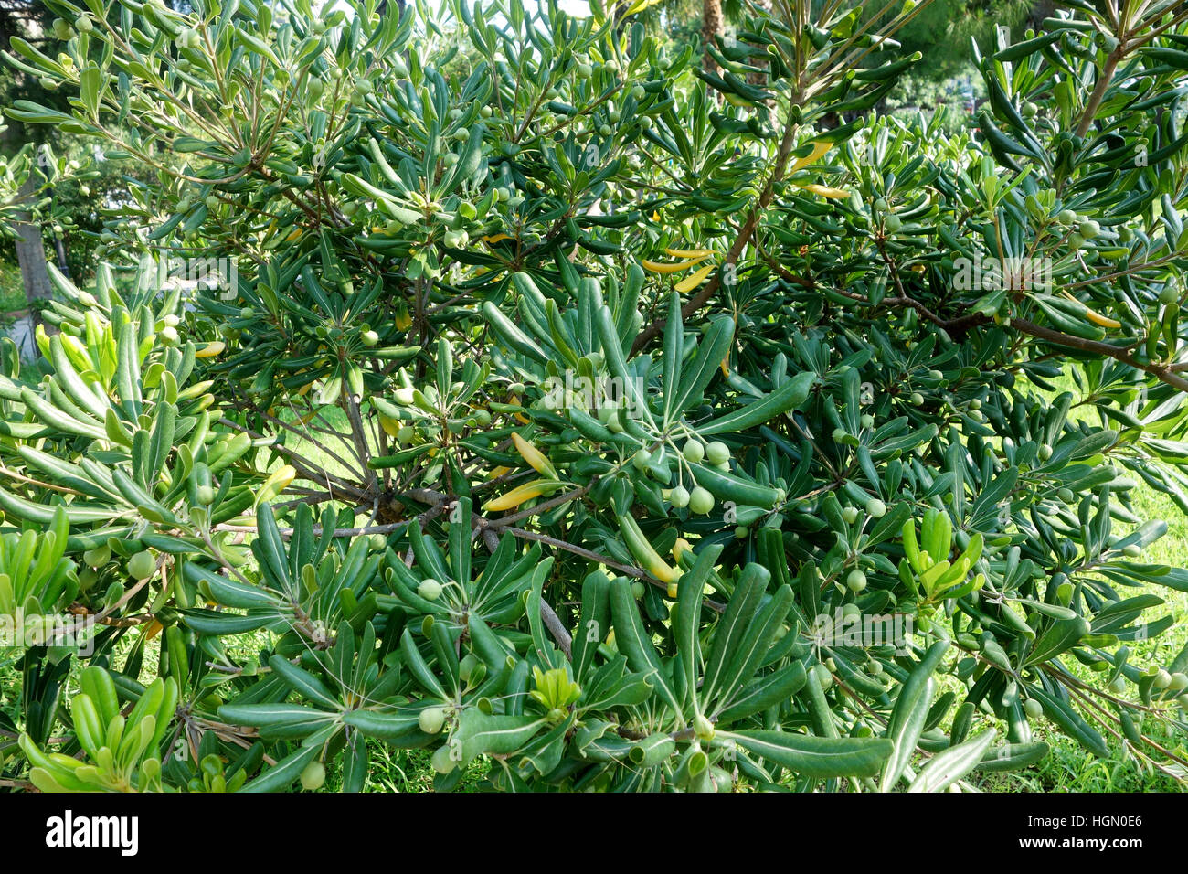green bush in the park Stock Photo - Alamy