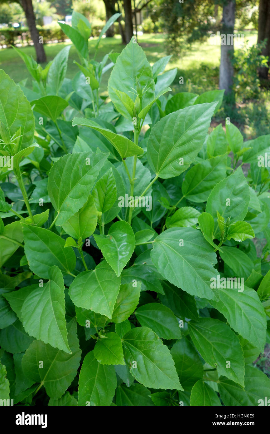 green bush in the park Stock Photo - Alamy
