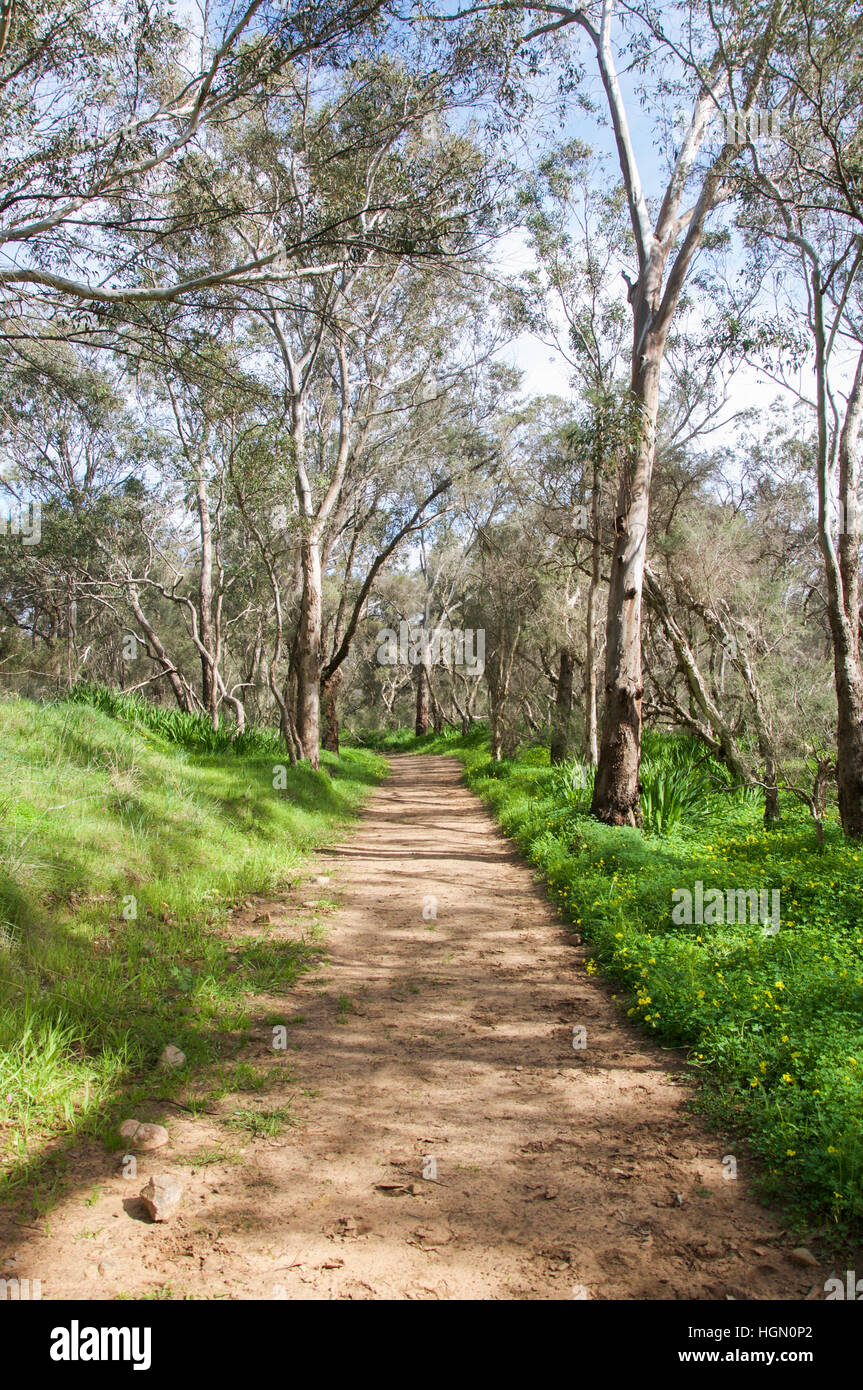 Path through a natural treed reserve area with green grass and a blue ...