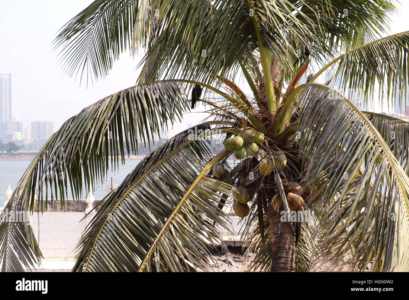 Coconut Palm Tree with fruits Stock Photo - Alamy