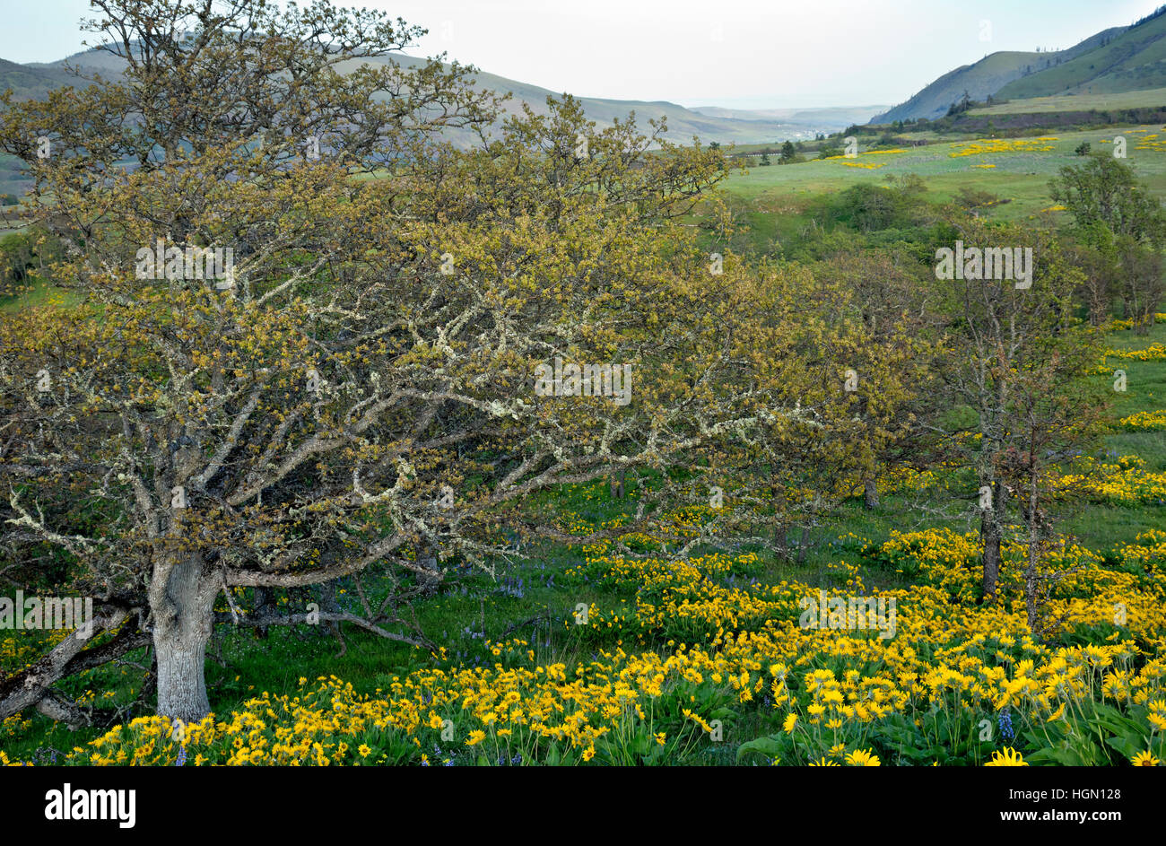 OREGON - Oak trees and balsamroot covered meadow in a Nature ...