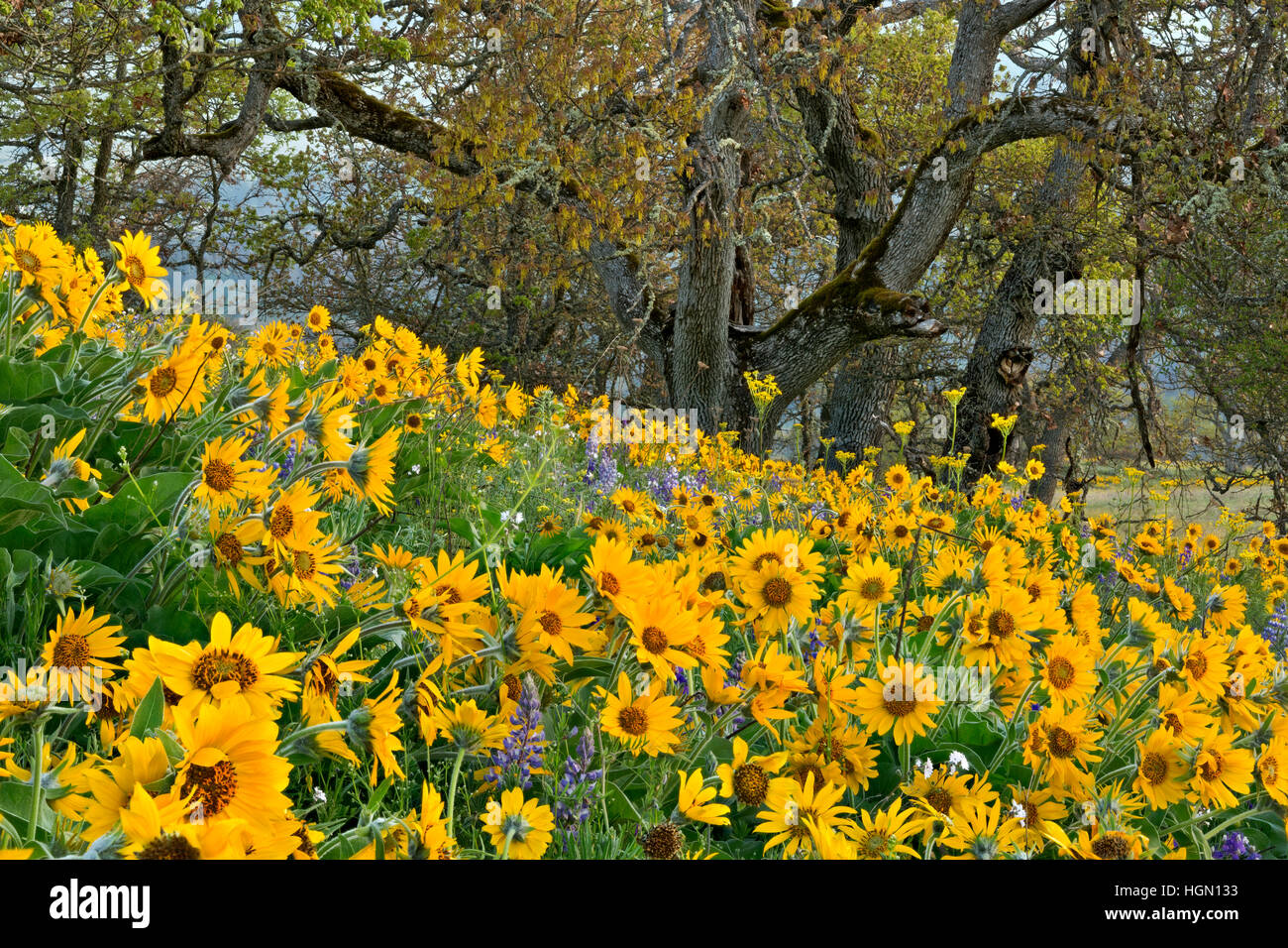Oregon oak trees hi-res stock photography and images - Alamy