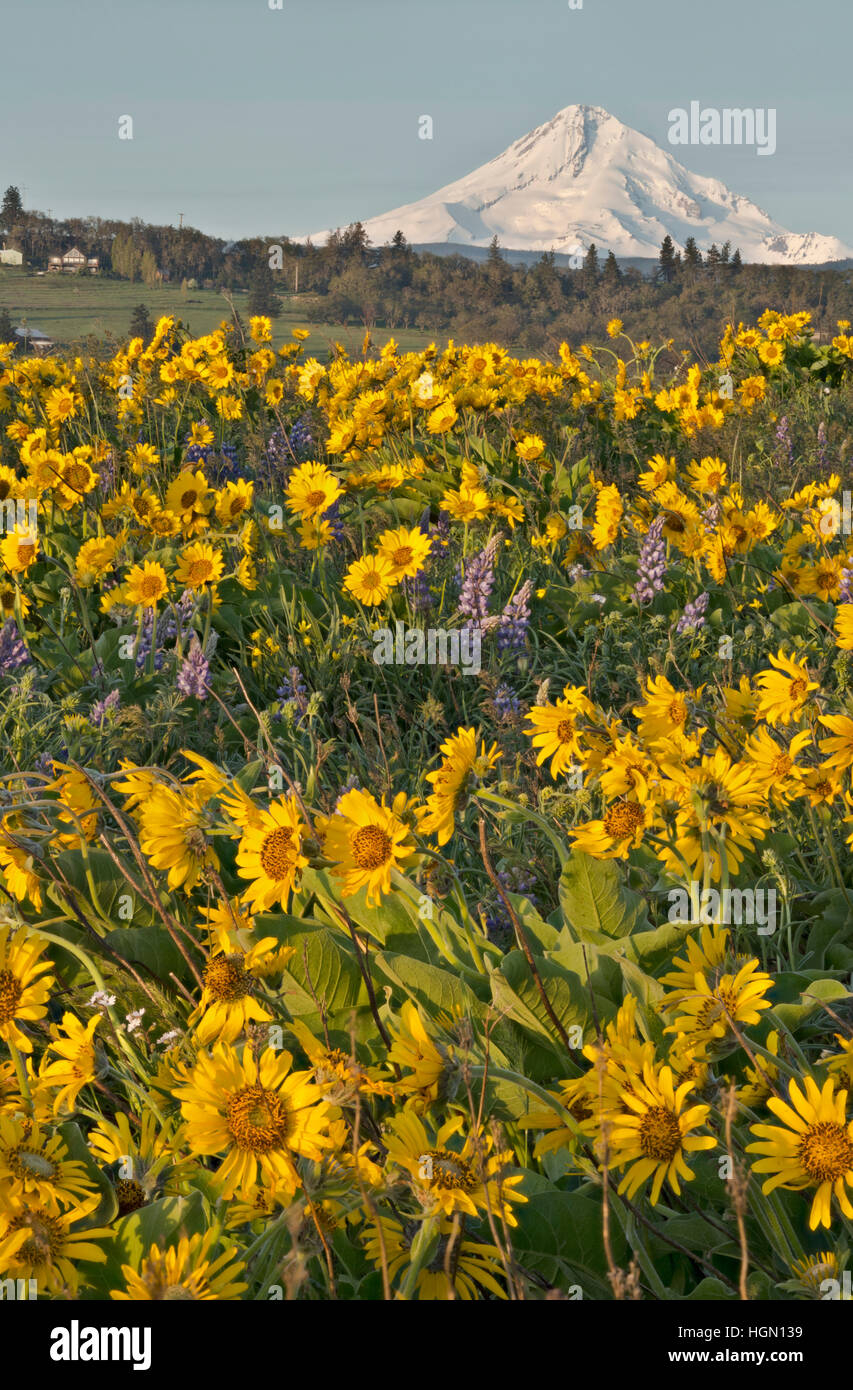 OR02233-00...OREGON - Balsamroot and lupine blooming in a meadow near ...