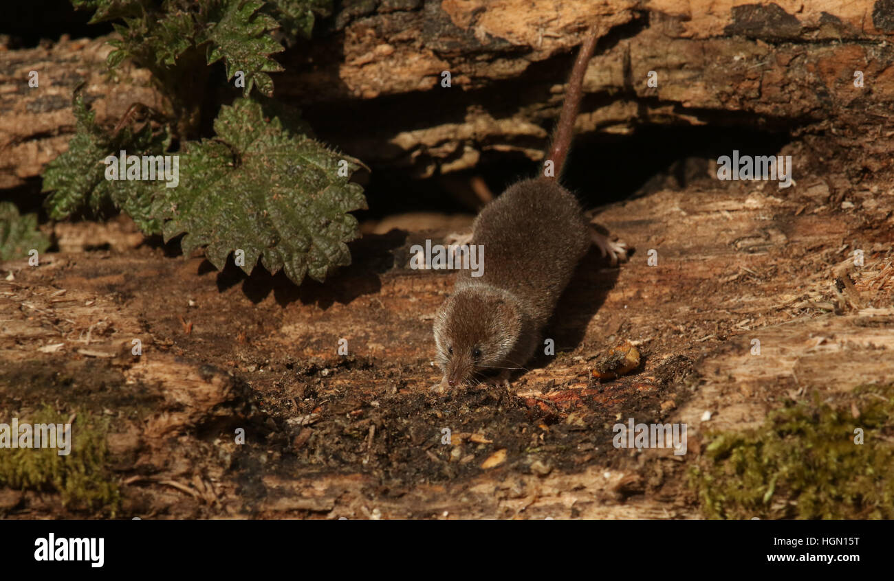 Pygmy shrew hi-res stock photography and images - Alamy