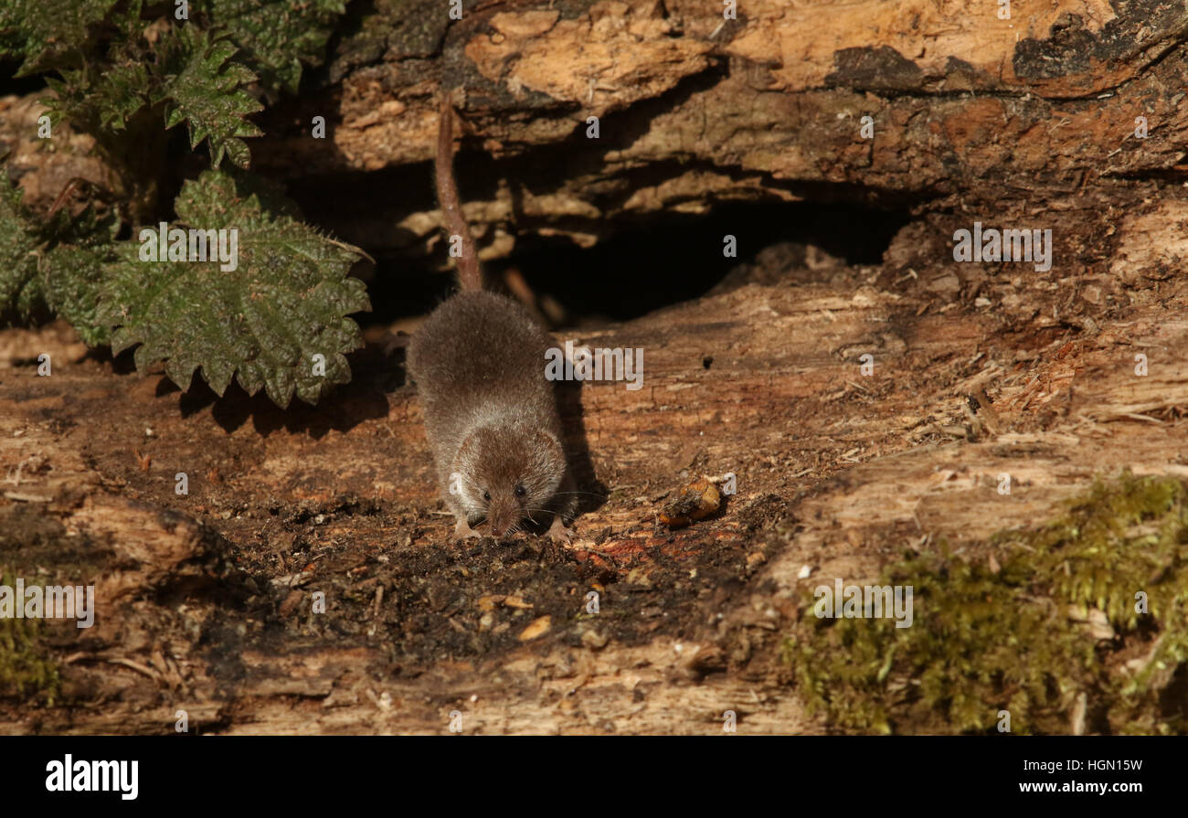 Pygmy shrew hi-res stock photography and images - Alamy