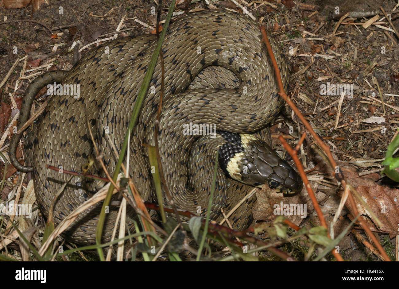 A grass snake (Natrix natrix) curled up in the undergrowth. It is ...