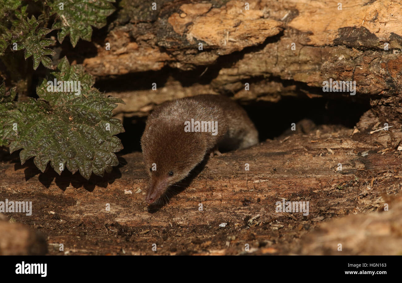 A hunting Common Shrew (Sorex araneus Stock Photo - Alamy