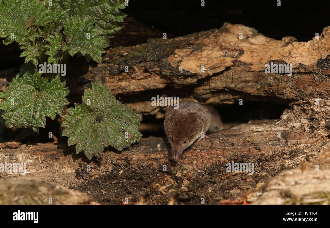 Common shrew sorex araneus hunting hi-res stock photography and images ...