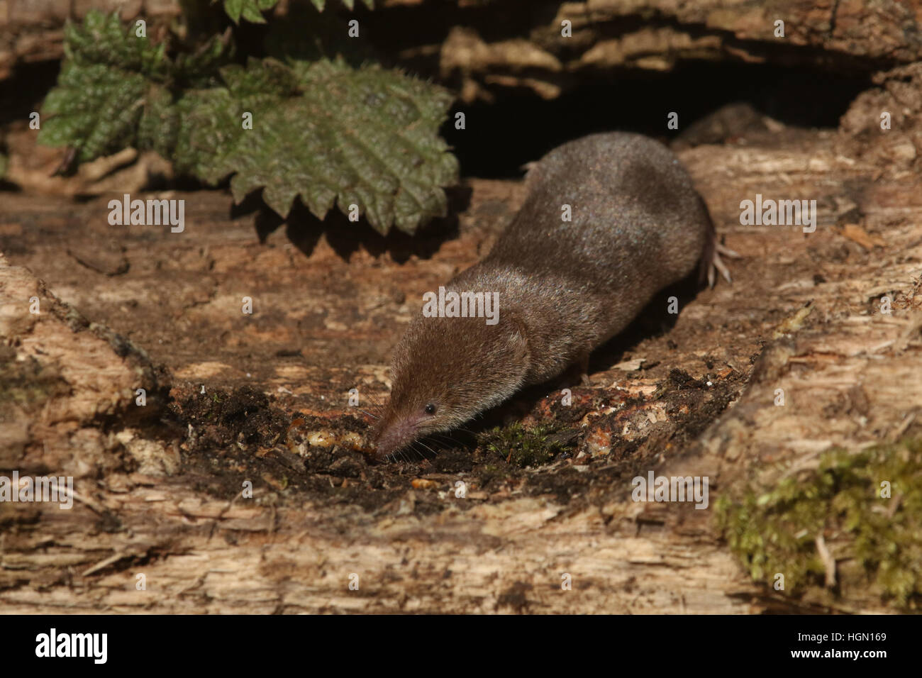 A hunting Common Shrew (Sorex araneus Stock Photo - Alamy