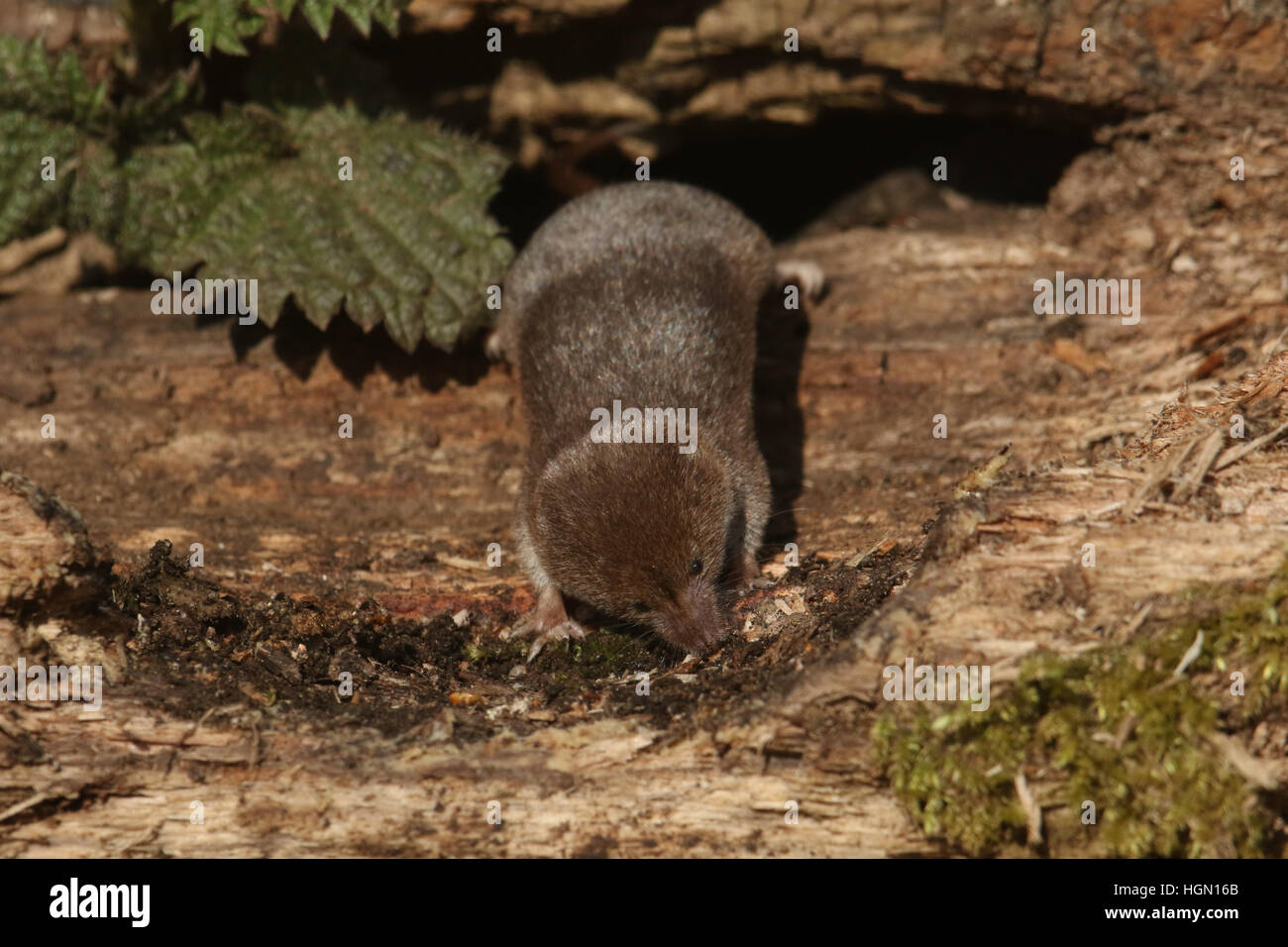 Sorex araneus nature hi-res stock photography and images - Alamy