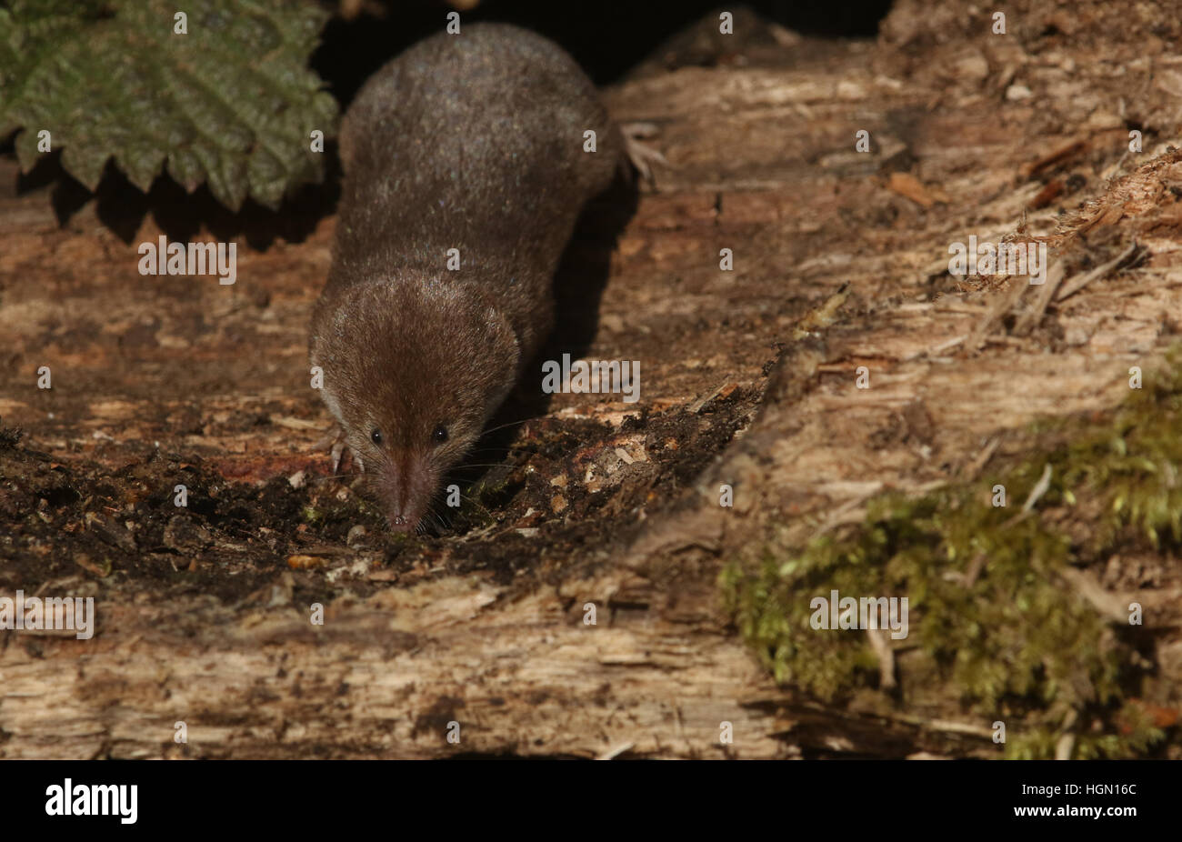 A hunting Common Shrew (Sorex araneus Stock Photo - Alamy