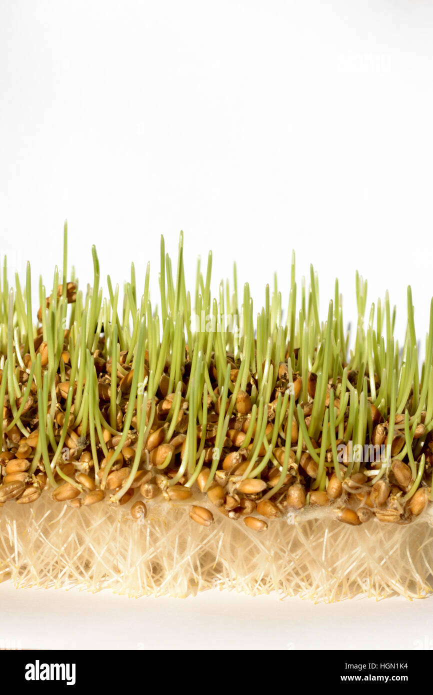 Wheat plant roots hi-res stock photography and images - Alamy