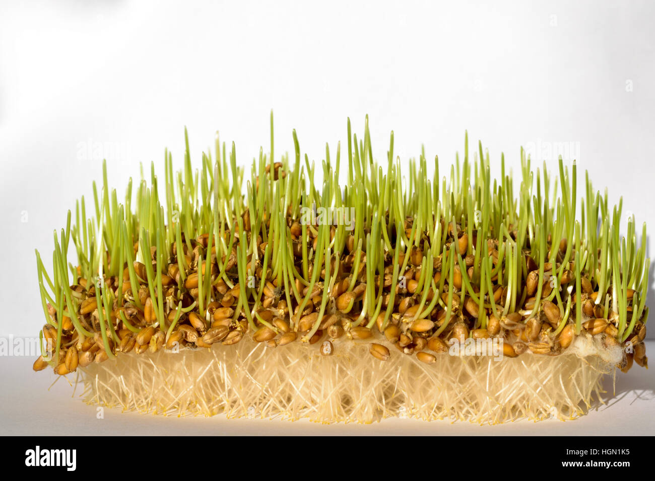 Wheat plant roots hi-res stock photography and images - Alamy