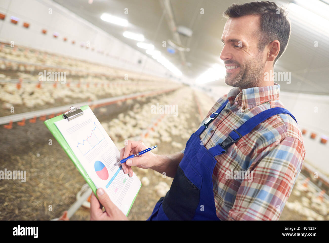 Big income from chicken business Stock Photo - Alamy