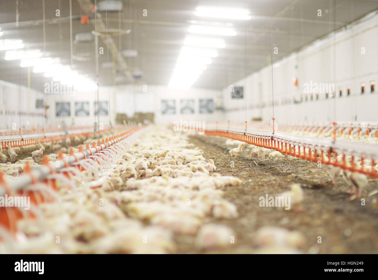Chicken coop interior and some chickens Stock Photo - Alamy