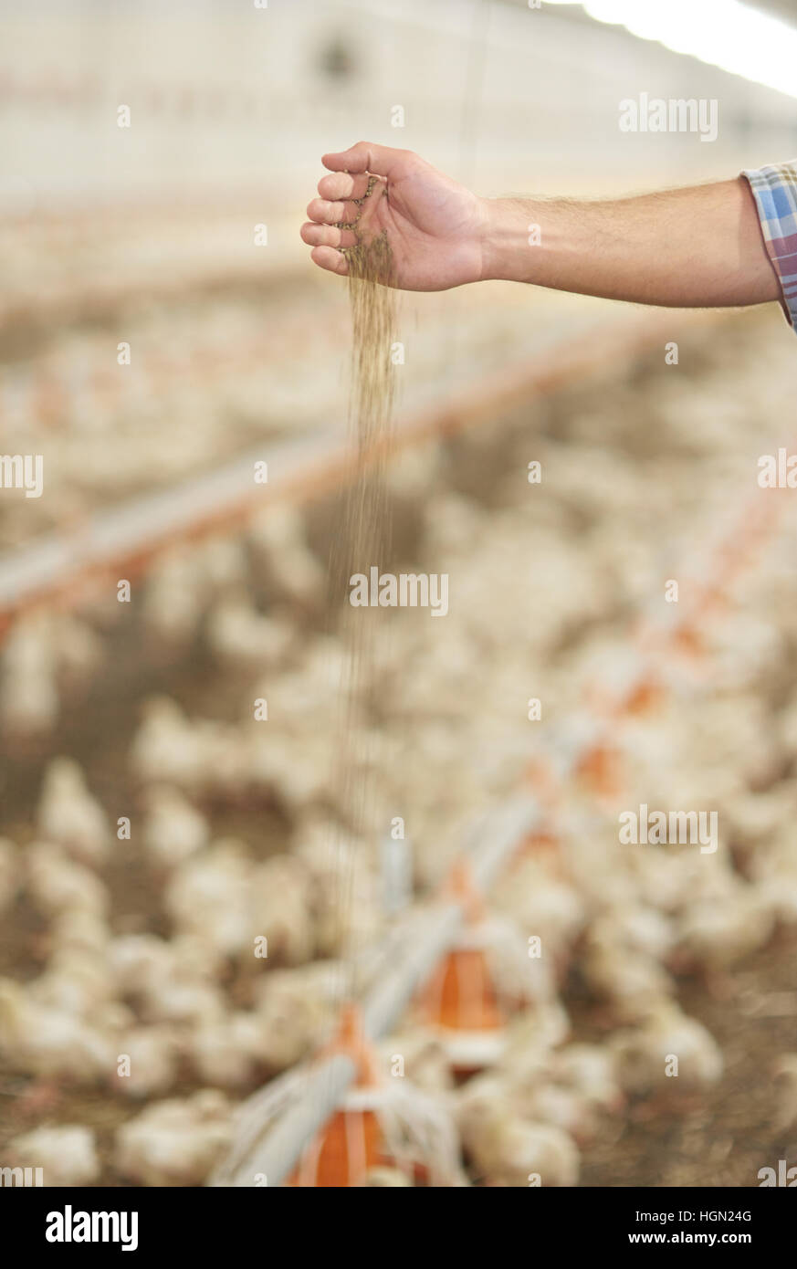 Human hand feeding the chickens Stock Photo - Alamy